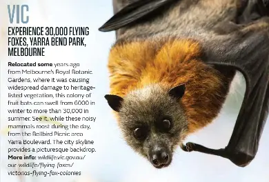 EXPERIENCE 30,000 FLYING FOXES, YARRA BEND PARK, MELBOURNE - PressReader
