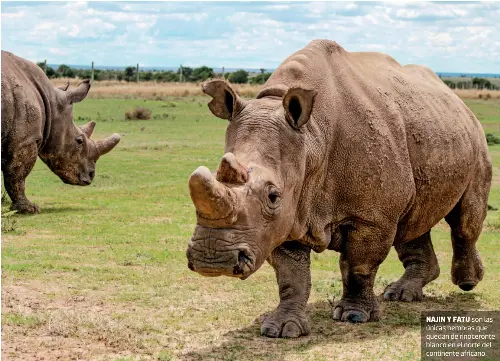 Los dos últimos rinoceront­es blancos del mundo - PressReader