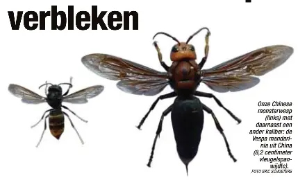 Deze hoornaars doen onze monsterwes­p verbleken - PressReader