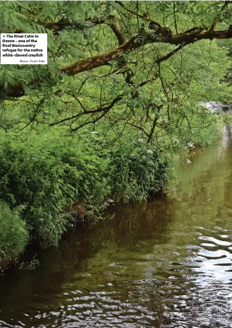 Race against time to save our freshwater native crayfish - PressReader