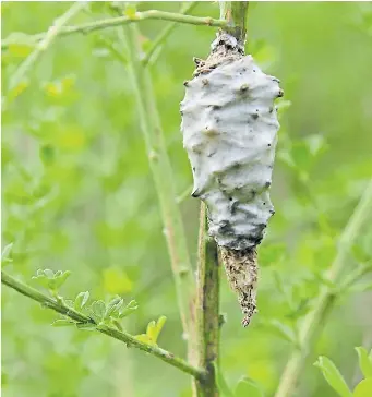 ¿Qué fue de aquel bicho canasto? - PressReader