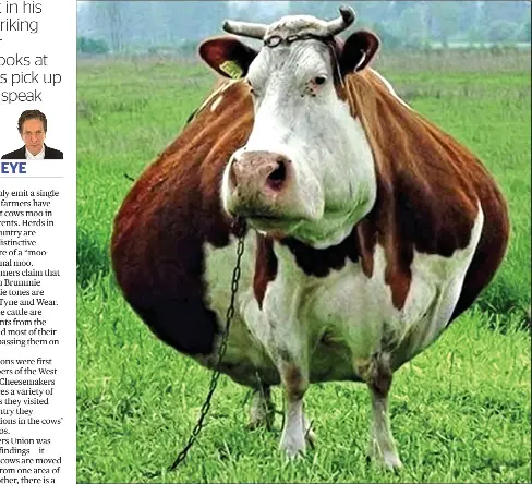 British cows moo in regional accents - PressReader