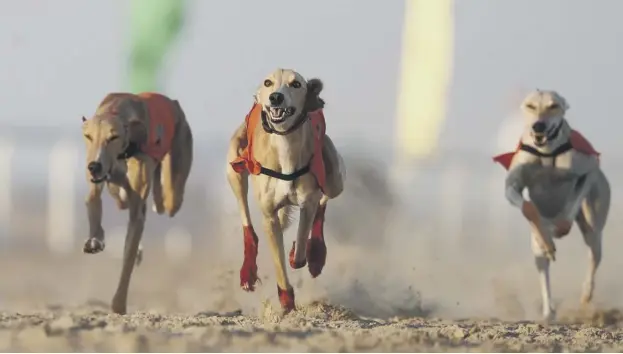 Dog dash: World’s fastest canines battle it out at United Arab Emirates ...
