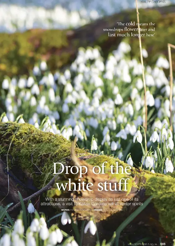 DROP OF THE WHITE STUFF - PressReader