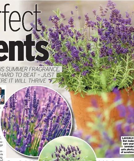 Perfect scents - PressReader