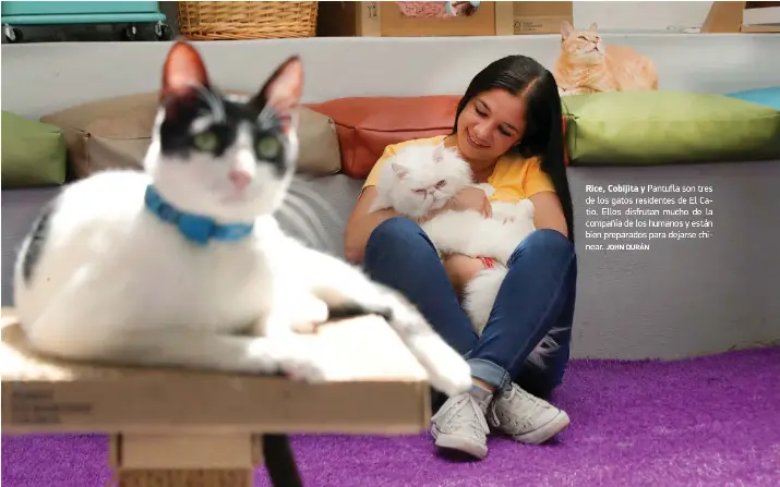 EL PARAÍSO DE LOS AMANTES DE LOS MICHIS - PressReader