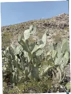 Chaleur et cactus - PressReader