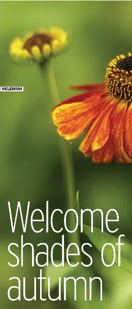 Welcome shades of autumn - PressReader