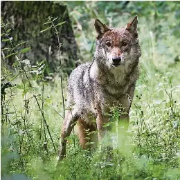 Ein Wolf auf Norderney - PressReader