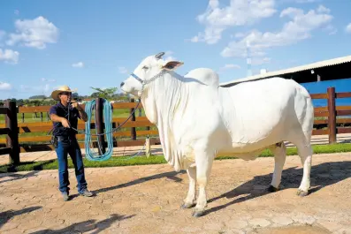 The world’s most expensive cow - PressReader