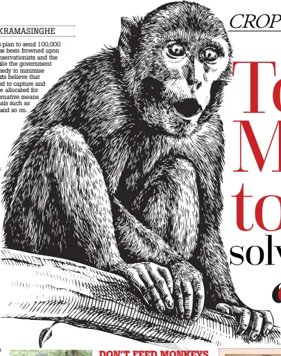 Toque Macaques to China solve the problem? - PressReader