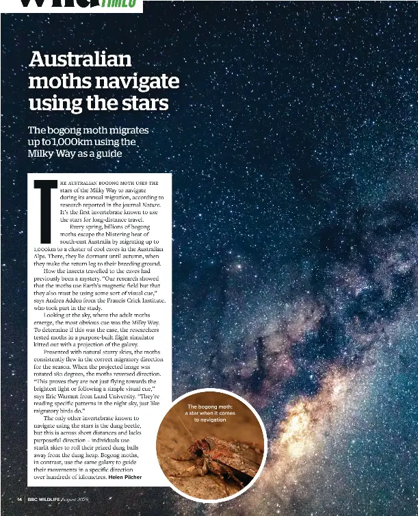 Australian moths navigate using the stars - PressReader