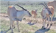 Vergelegen Wine Estate’s rare Rau quagga babies - PressReader