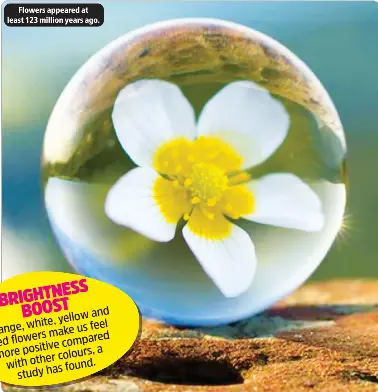 Earth’s ancient flower puzzle - PressReader