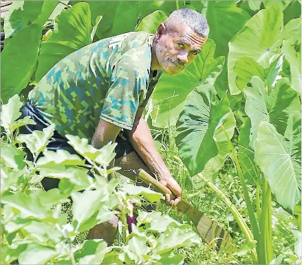 ‘Noqu bebe’ and its origin - PressReader