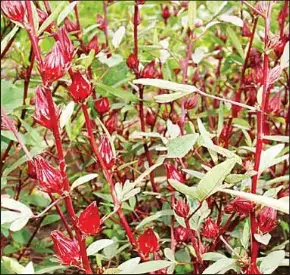 De geneeskrac­ht van sjoeroe - PressReader