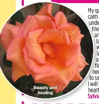 MY PASSION - PressReader