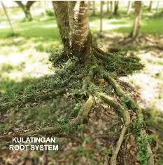 Kulatingan - PressReader