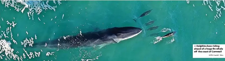 Shifting fortunes of oceans’ whales and dolphins - PressReader