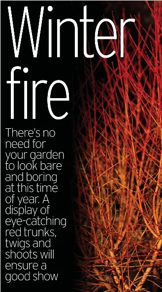 Winter fire - PressReader