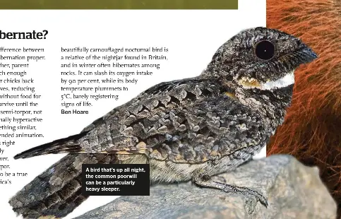 Do birds hibernate? - PressReader