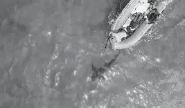 At least 231 shark attacks occurred in state waters since 1950 ...