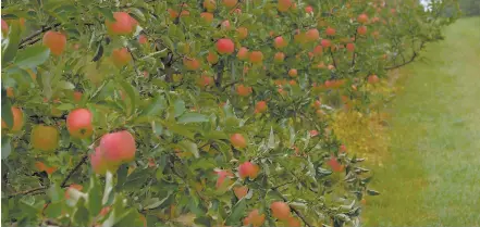 Fall for fall with Ontario apples - PressReader