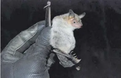 Les rates penades amenaçades s’han estabilitz­at a la província ...