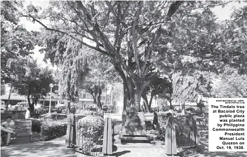 M. Quezon’s 78-year-old tree still in Bacolod plaza - PressReader