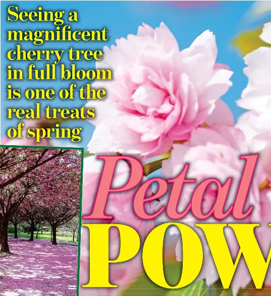 Petal POWER - PressReader
