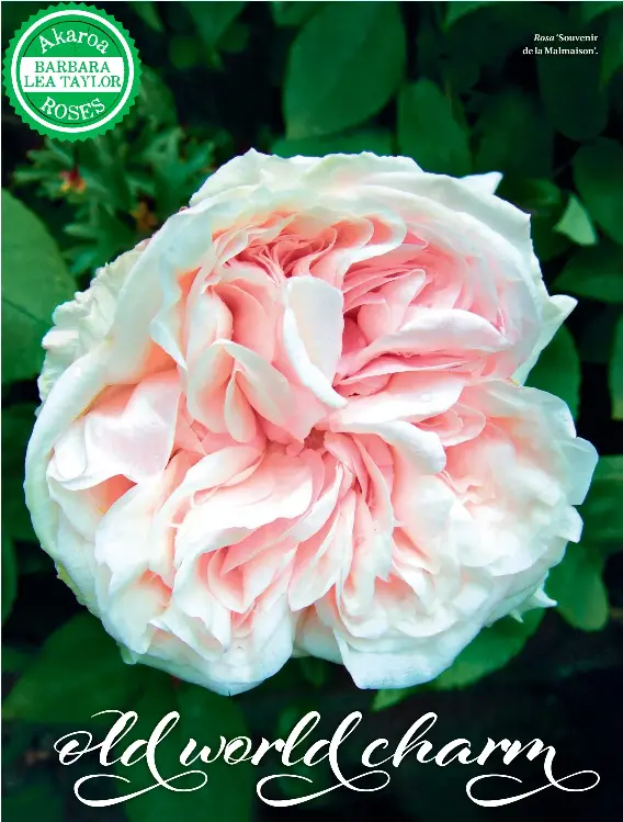 Old world charm - PressReader