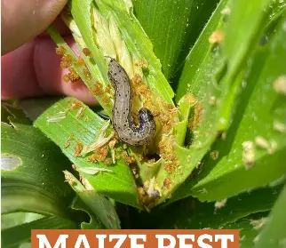 MAIZE PEST SETTLES IN - PressReader