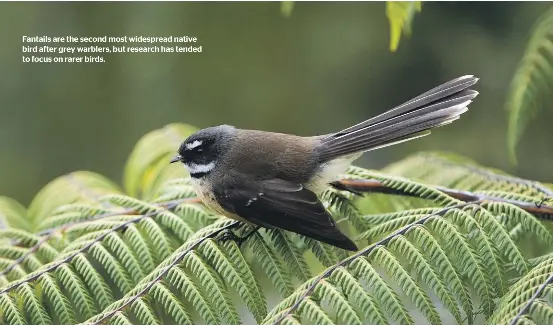 Plea to help scientists track fantails - PressReader