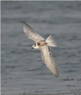 Basic Principles - PressReader