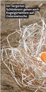 Der Osterhase kommt zu allen - PressReader