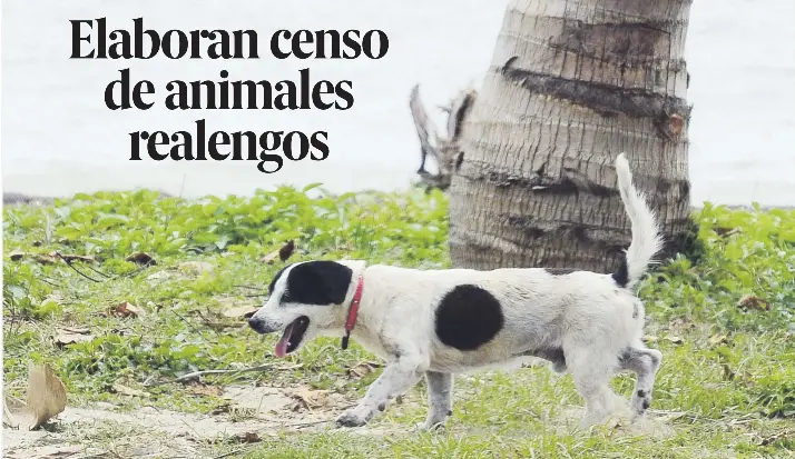 Elaboran censo de animales realengos - PressReader