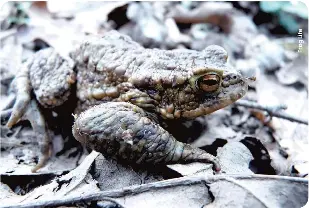 TOAD-ALLY READY FOR WINTER! - PressReader
