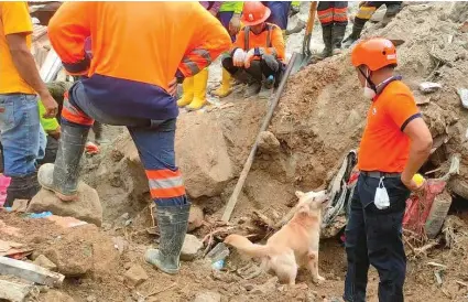 K9 dog ‘instrument­al’ in child’s ‘miracle’ rescue - PressReader