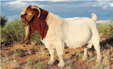 SA Boerbokke is ekonomiese diere - PressReader