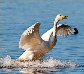 Wetland centre reopens its doors after bird flu outbreak forces closure ...