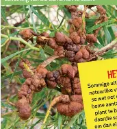 HETJYGEWEE­T? - PressReader