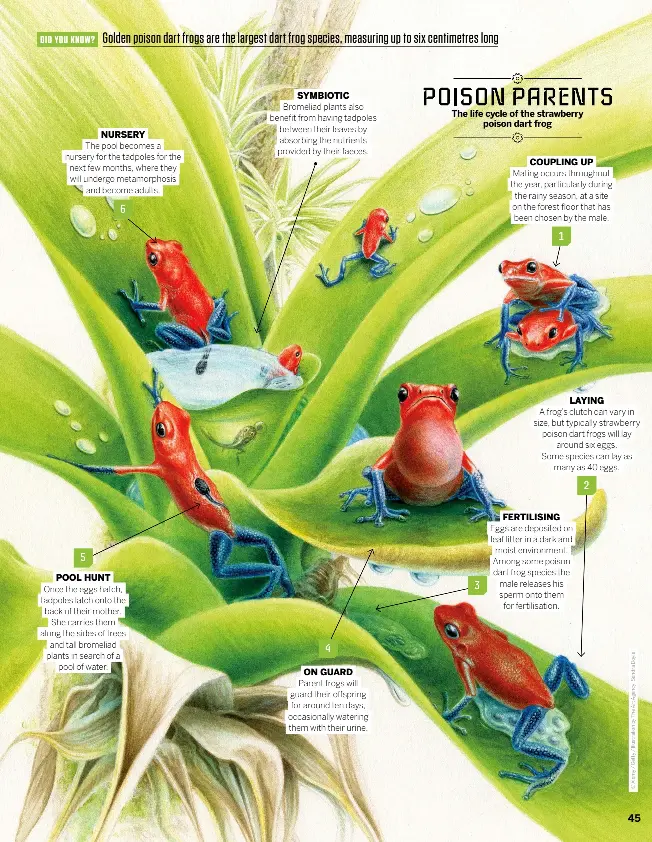 Strawberry Poison Dart Frog Life Cycle