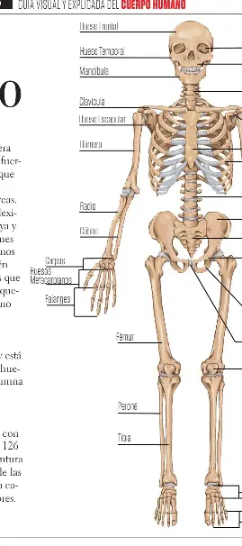 El SISTEMA OSEO esqueleto - PressReader