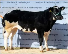 Centre record £12,000 paid for show calf at Carlisle - PressReader