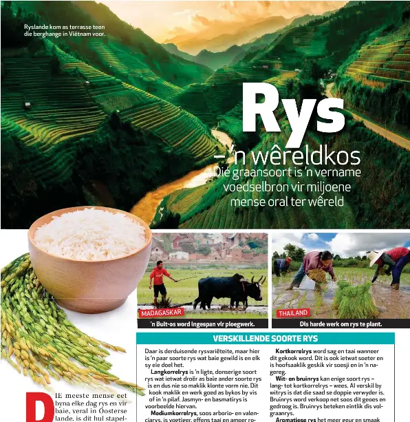 Rys, ’n vername kosbron vir almal - PressReader