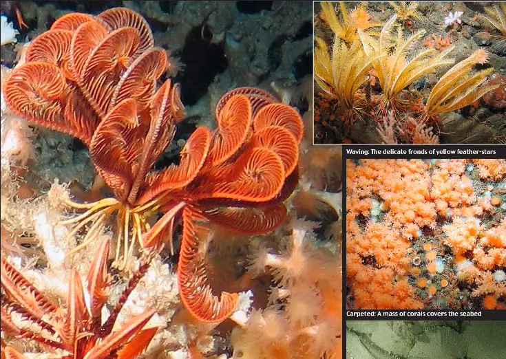 Britain’s barrier reef Thousands of feet below the surface, the natural ...