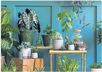 Heat and cold sensitive plants need extra care at this time of year as ...