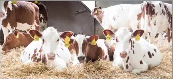 Are you disbudding calves? - PressReader