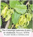 Cananga Odorota (Lam.) (Makosoi, Makasoi, Mokosoi, Mokohoi) - PressReader