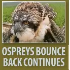 OSPREYS BOUNCE BACK CONTINUES - PressReader